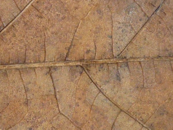 texture 0101 - Texturelib